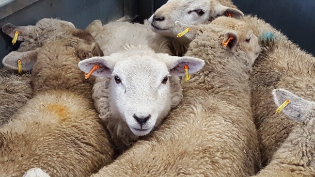 TagFaster Slaughter Tags: Streamlining Sheep Identification and ...