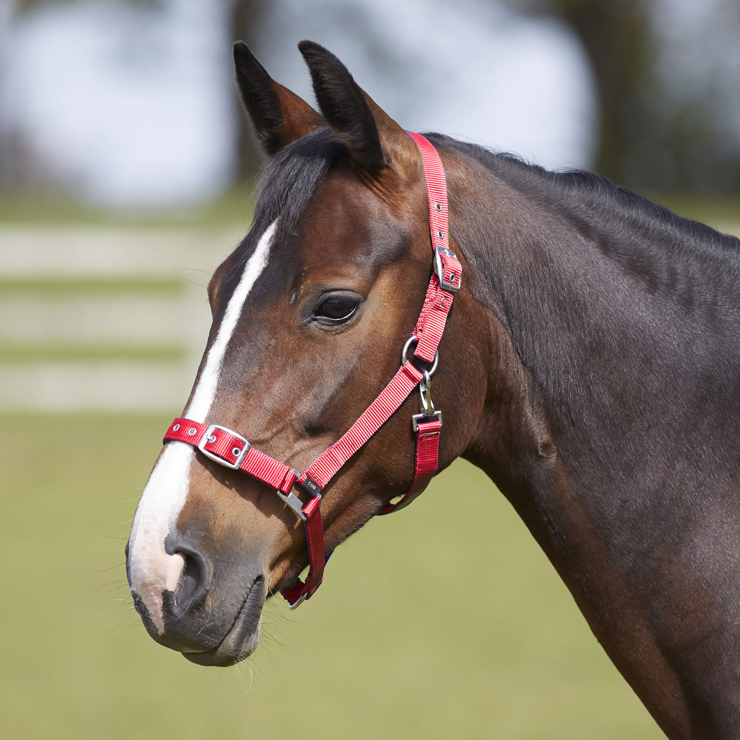BITZ EVERYDAY ADJUSTABLE HEADCOLLAR RED COB COB - totalfarmsupplies.co.uk