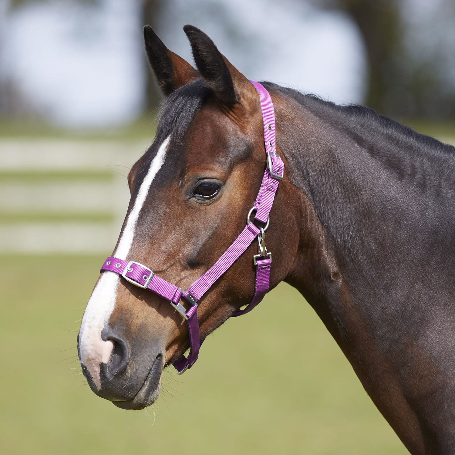 BITZ EVERYDAY ADJUSTABLE HEADCOLLAR PINK PONY PONY - totalfarmsupplies ...