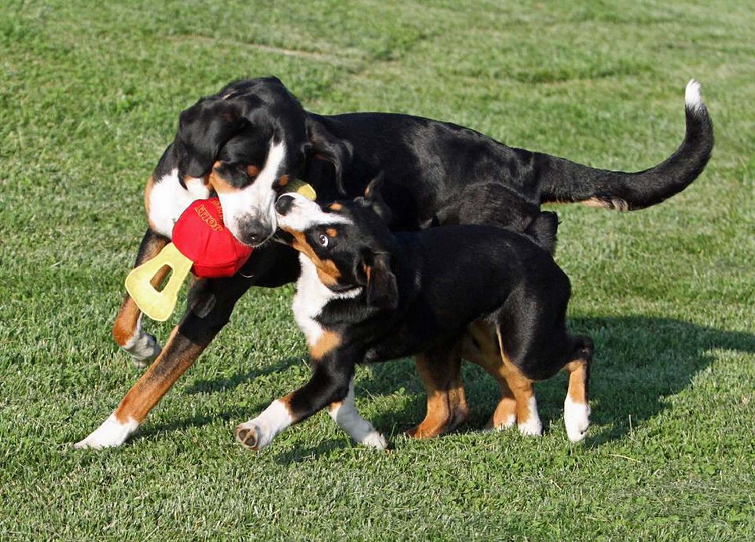 JOLLY PETS JOLLY TUG XLARGE ASSORTED - totalfarmsupplies.co.uk