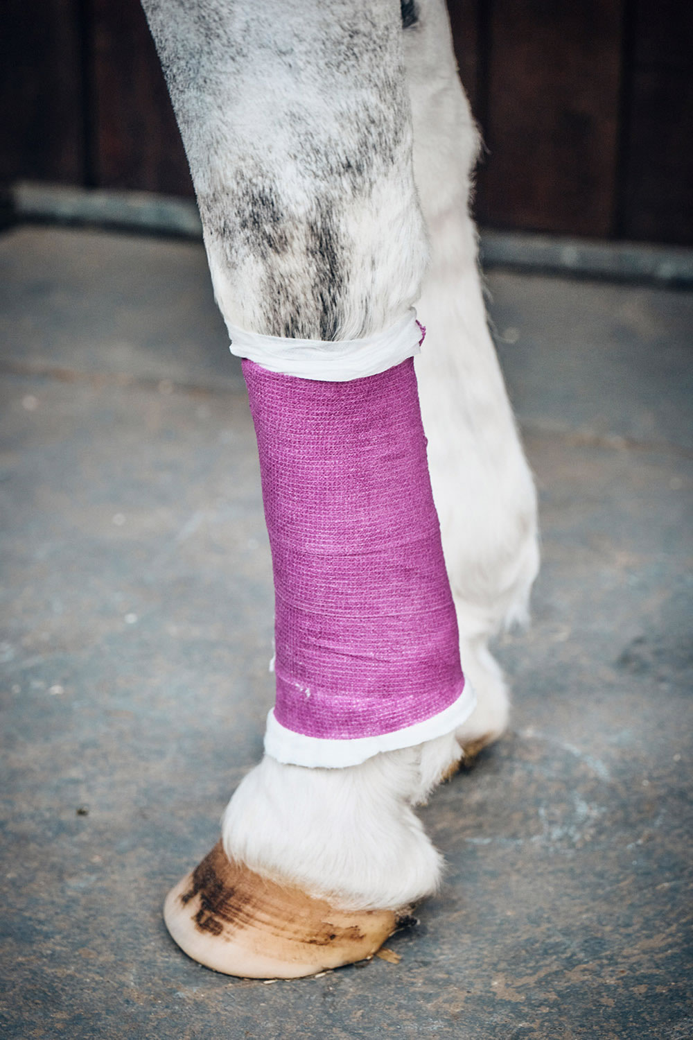 ROBINSONS HEALTHCARE EQUIWRAP BANDAGE PURPLE BANDAGE X 10CM X 4.5M 10 ...