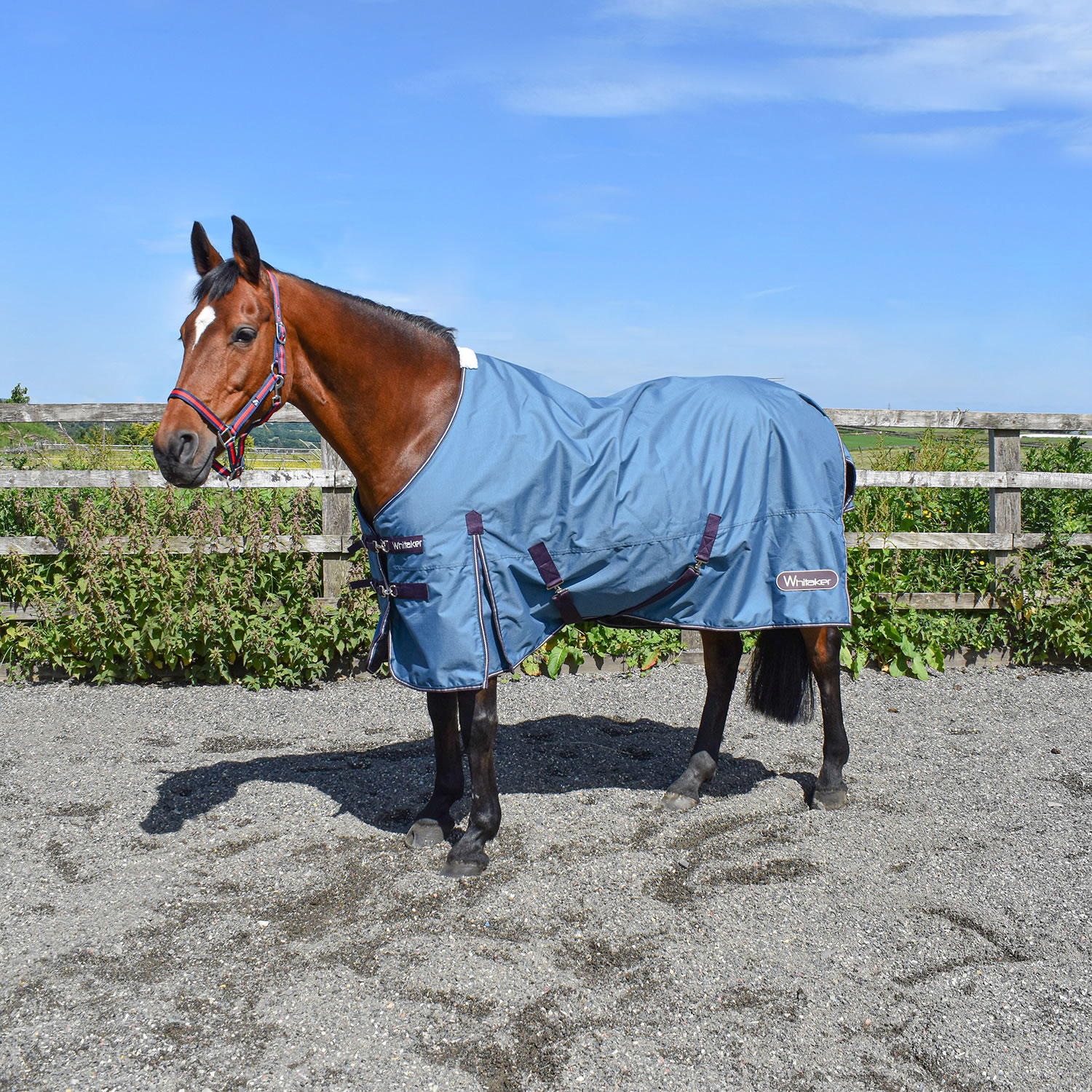WHITAKER LUPIN TURNOUT RUG 100GM TEAL 5' 3" TURNOUT - totalfarmsupplies ...