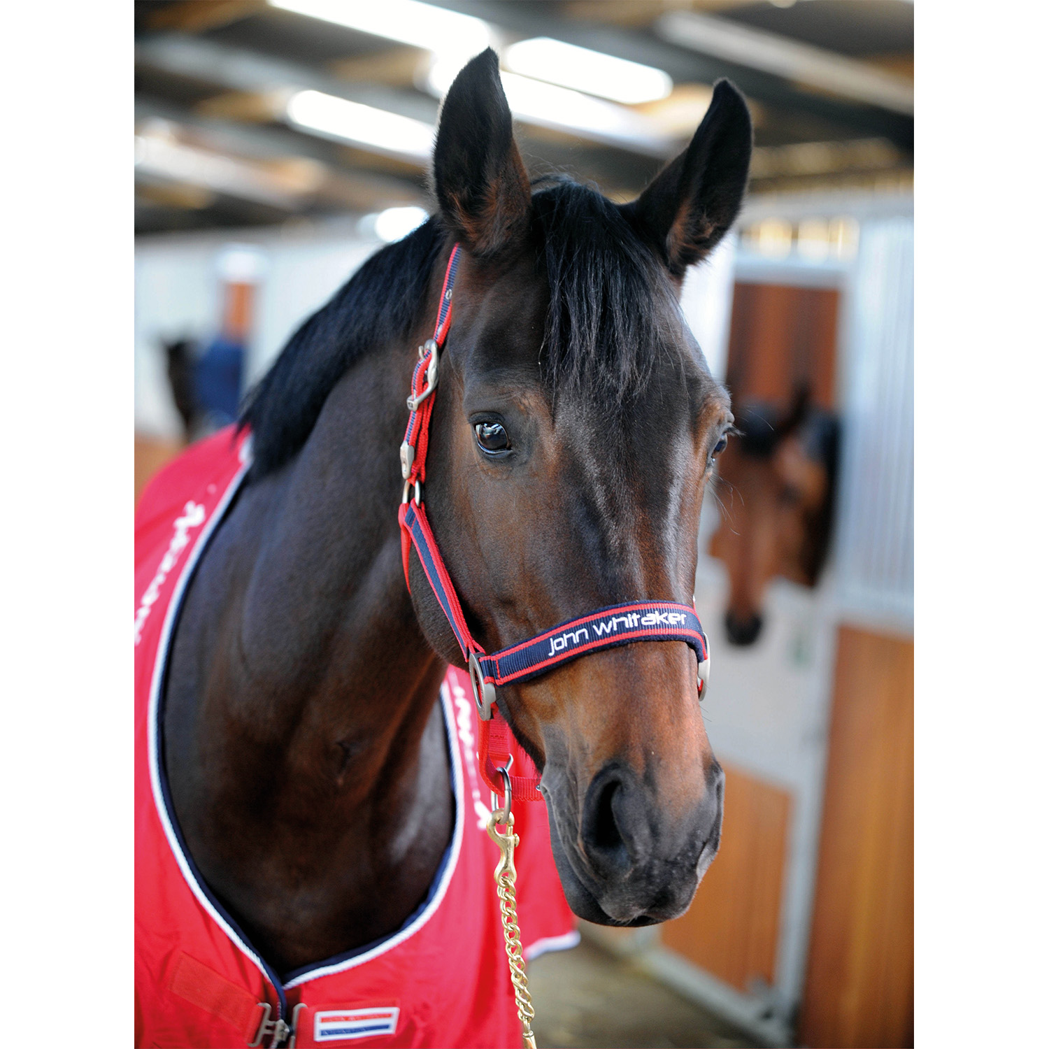 WHITAKER PADDED FLEECE HEADCOLLAR RED/NAVY COB COB - totalfarmsupplies ...