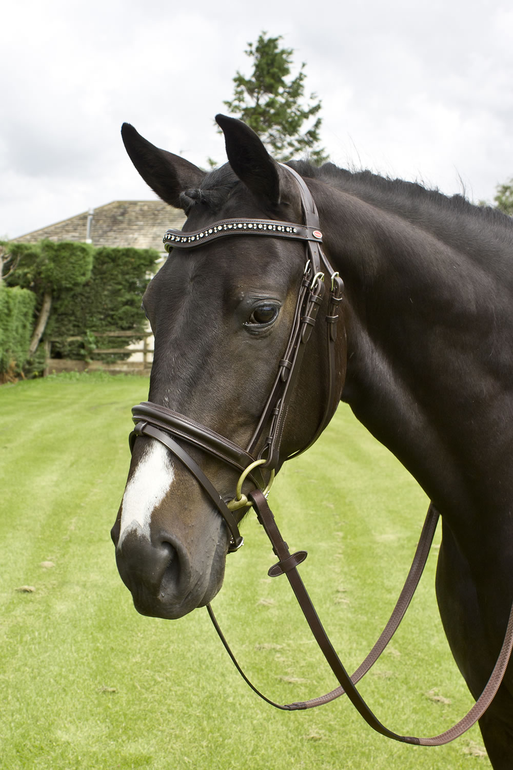 WHITAKER LYNTON FLASH BRIDLE C/W SPARE BROWBAND BLACK COB COB ...