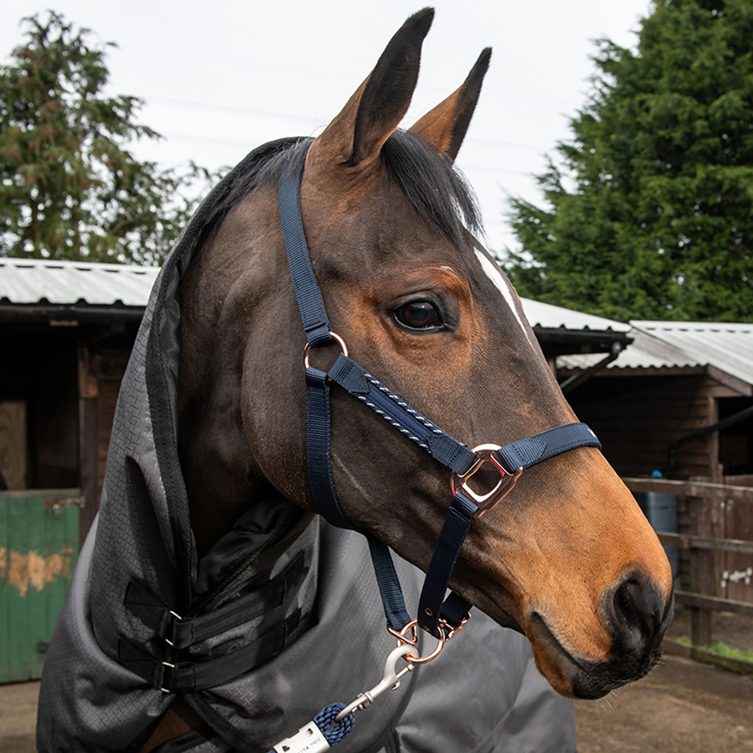 WHITAKER LUNGE CAVESSON NAVY COB COB COB - totalfarmsupplies.co.uk