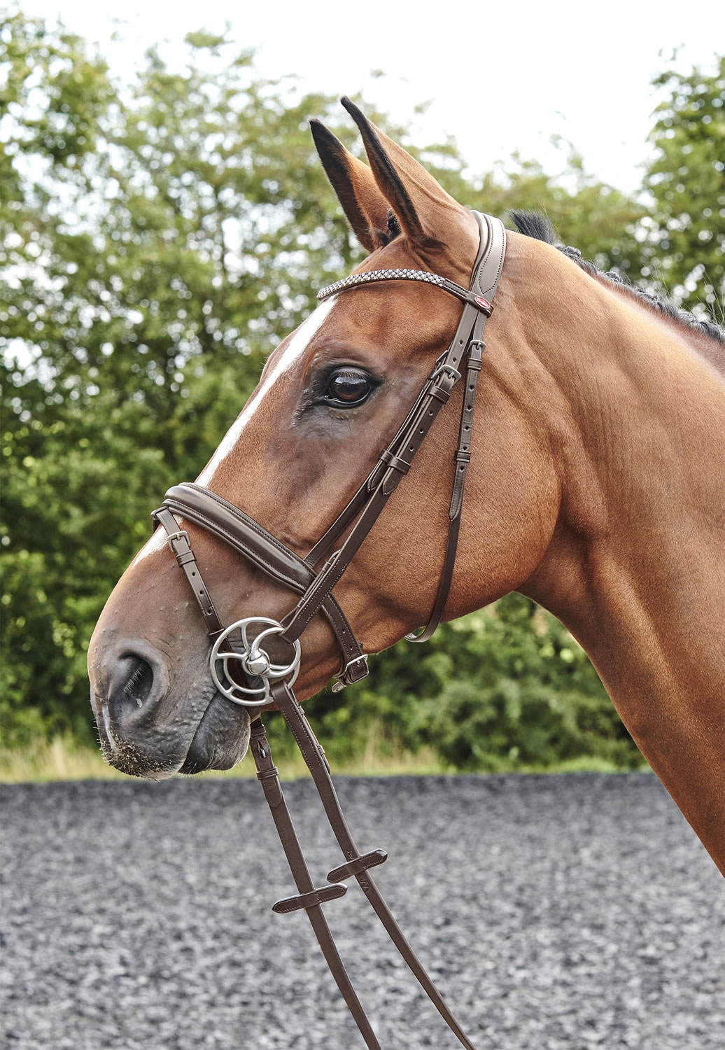 WHITAKER BLING BRIDLE BARTON HAVANA COB COB - totalfarmsupplies.co.uk