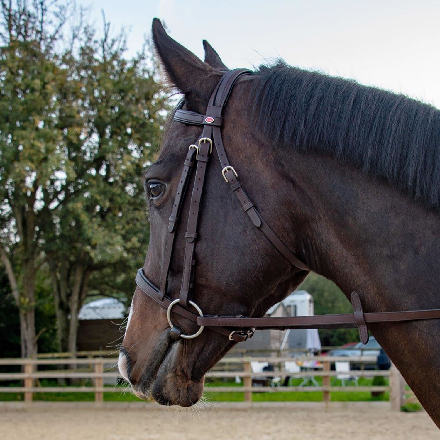 WHITAKER READY TO RIDE SNAFFLE BRIDLE COB - totalfarmsupplies.co.uk